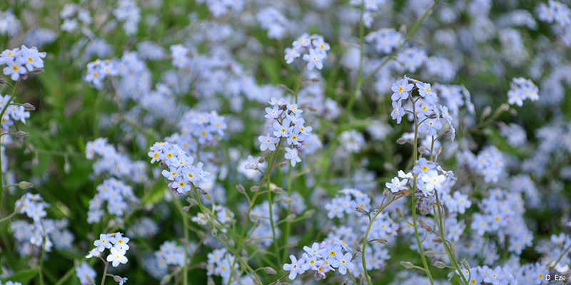 Colorado Wildflowers Guide | Wildflowers | ColoradoInfo