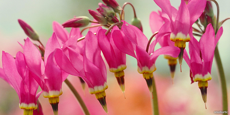 Colorado Wildflowers Guide | Wildflowers | ColoradoInfo