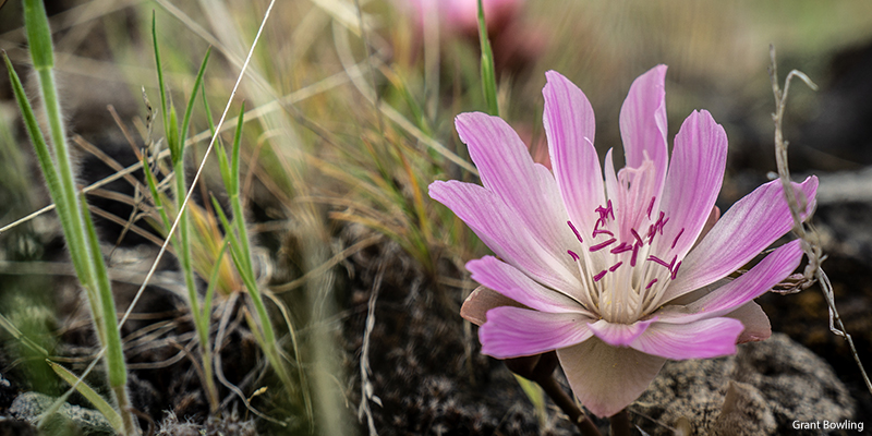 Colorado Wildflowers Guide | Wildflowers | ColoradoInfo