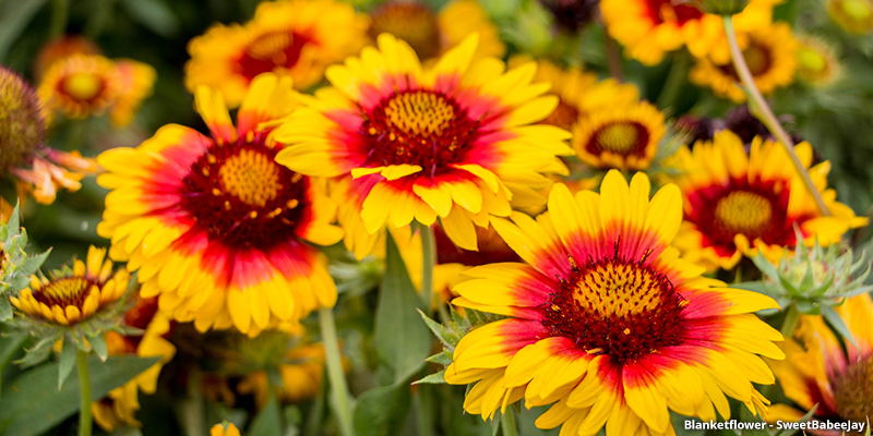 Colorado Wildflowers Guide | Wildflowers | ColoradoInfo