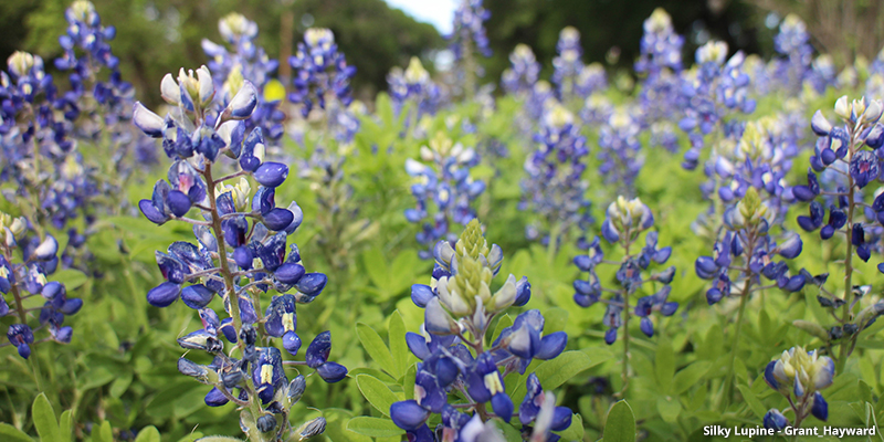 Colorado Wildflowers Guide | Wildflowers | ColoradoInfo